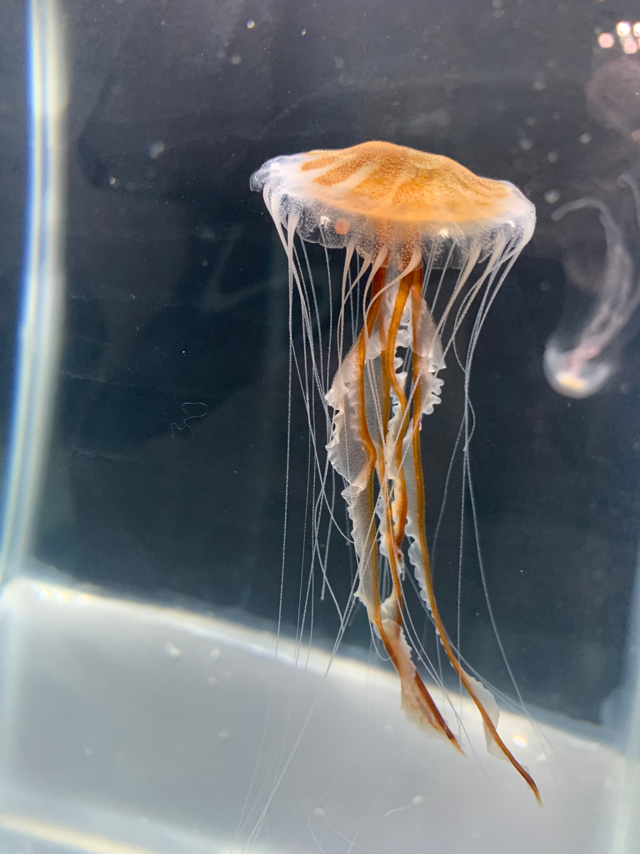 Live Jellyfish – Page 2 – Jellyfish Direct
